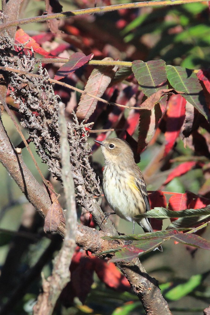 Fall is a devouring beast | News, Sports, Jobs - Observer Today